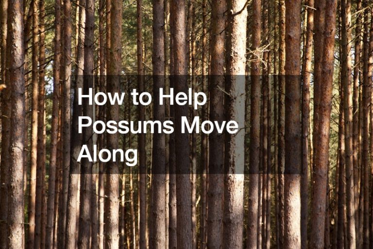 How to Help Possums Move Along - Wildwood Gardens